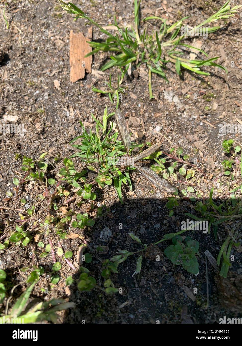 Marsh Crane Fly (Tipula oleracea Stock Photo - Alamy