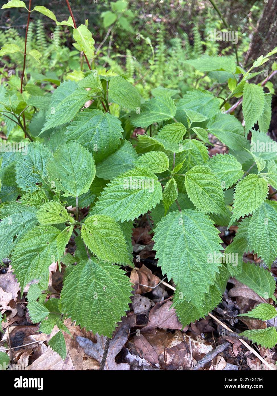 wood nettle (Laportea canadensis Stock Photo - Alamy