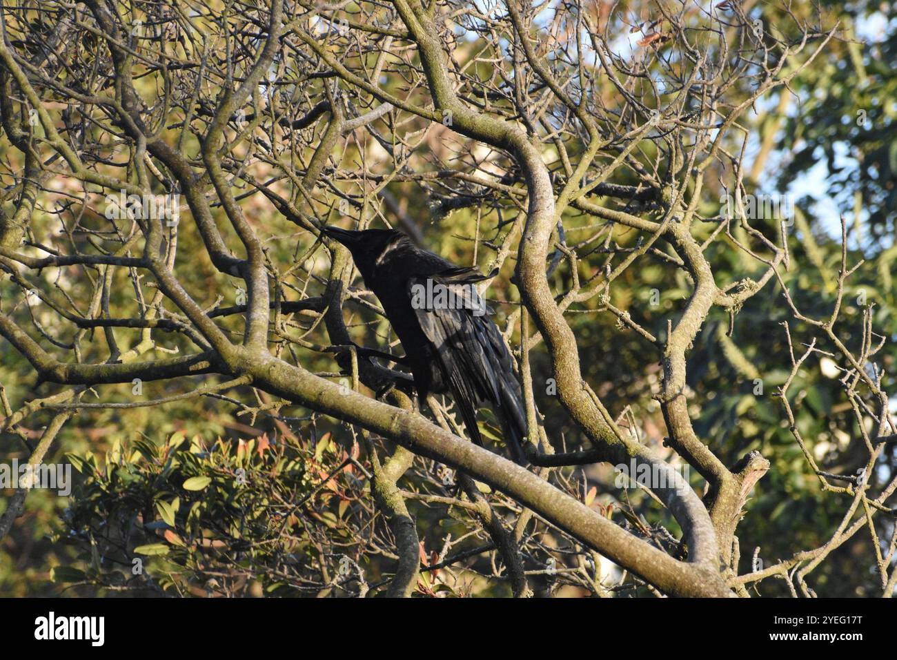 American Crow (Corvus brachyrhynchos Stock Photo - Alamy