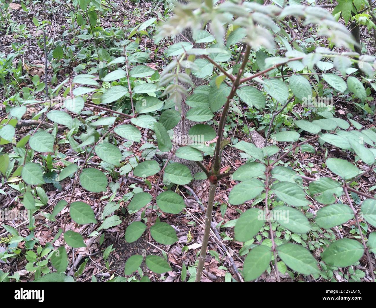 Japanese angelica tree (Aralia elata Stock Photo - Alamy
