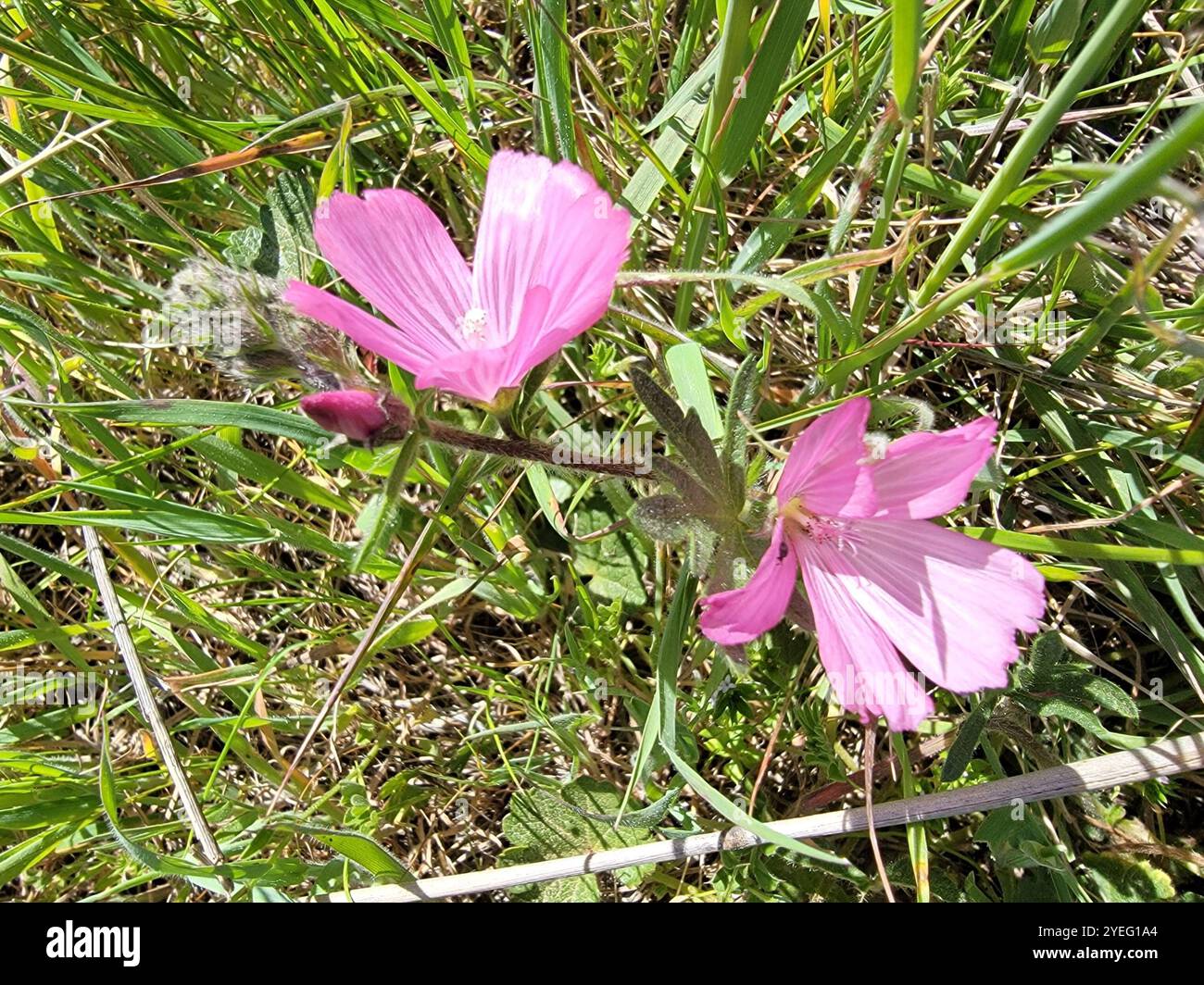 checkerbloom (Sidalcea malviflora Stock Photo - Alamy