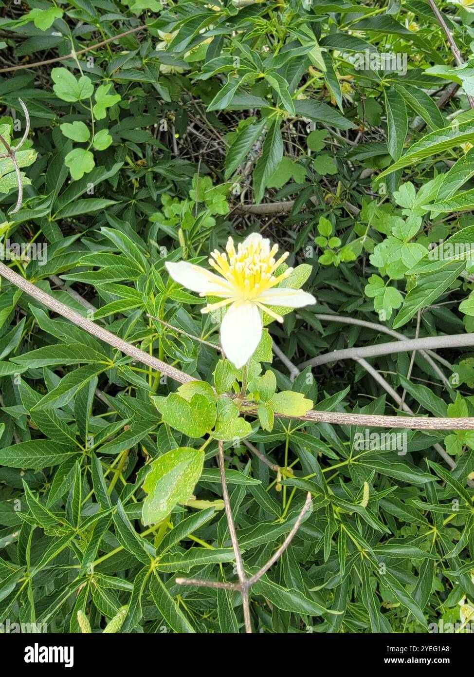 Pipestem Clematis (Clematis lasiantha Stock Photo - Alamy