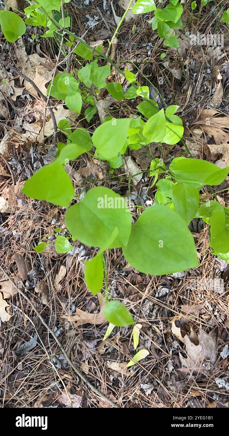 roundleaf greenbrier (Smilax rotundifolia Stock Photo - Alamy