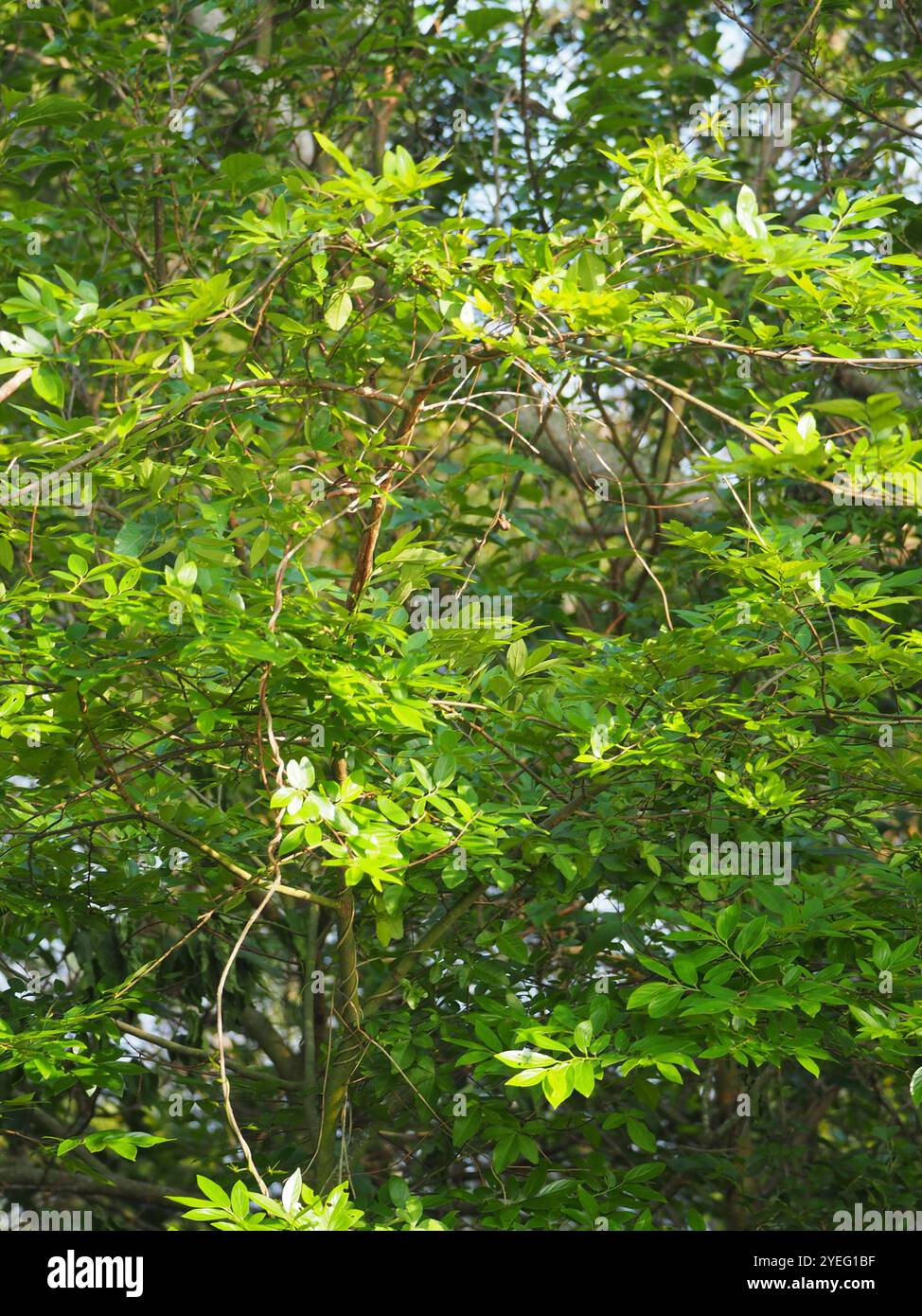 Chinese Hackberry (Celtis sinensis Stock Photo - Alamy