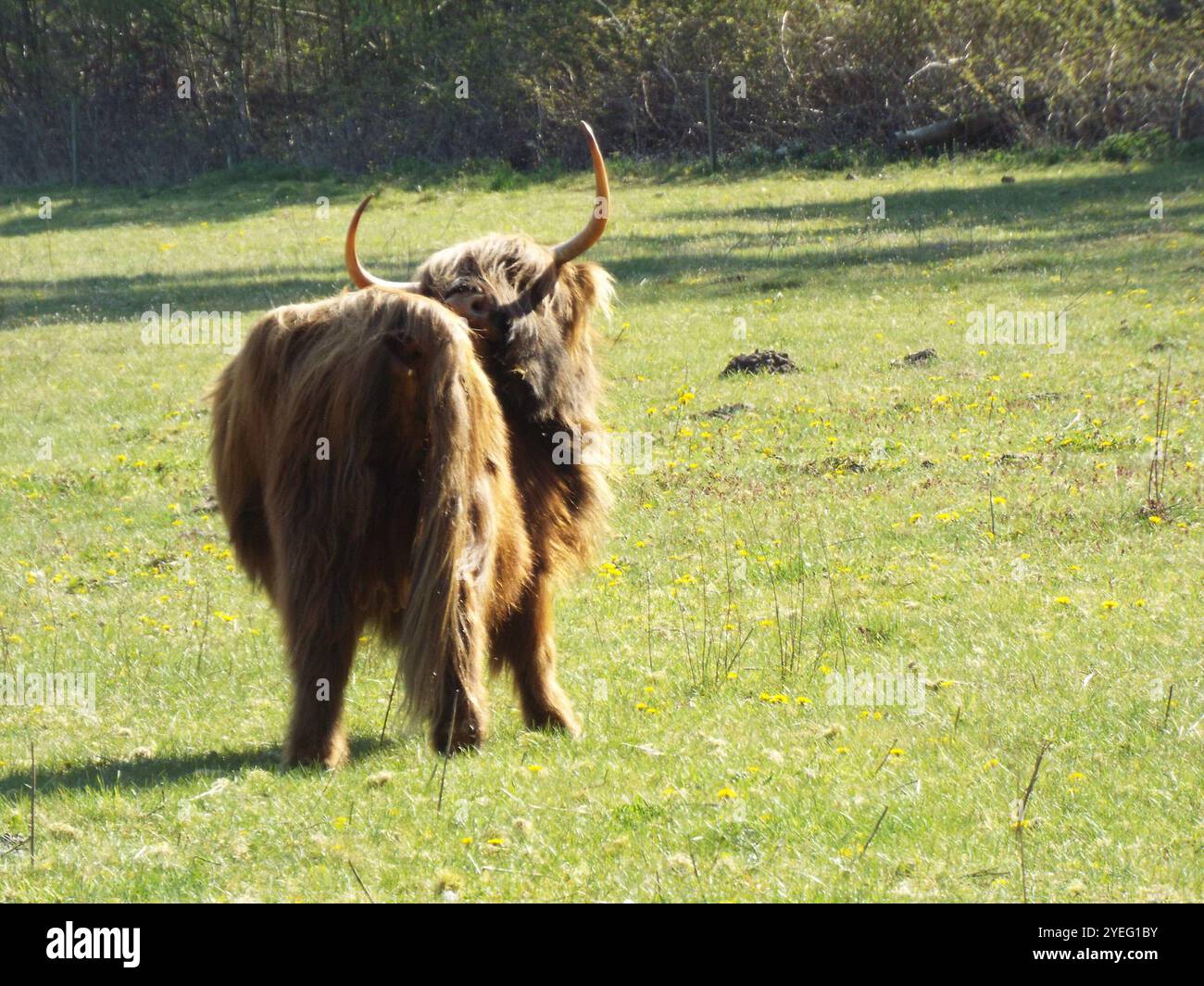 Domestic Cattle (Bos taurus Stock Photo - Alamy