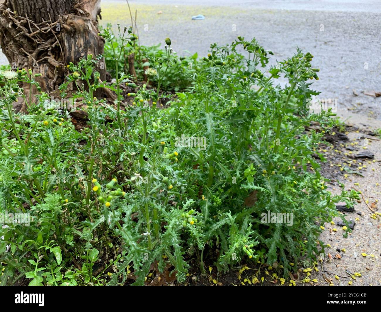 common groundsel (Senecio vulgaris Stock Photo - Alamy