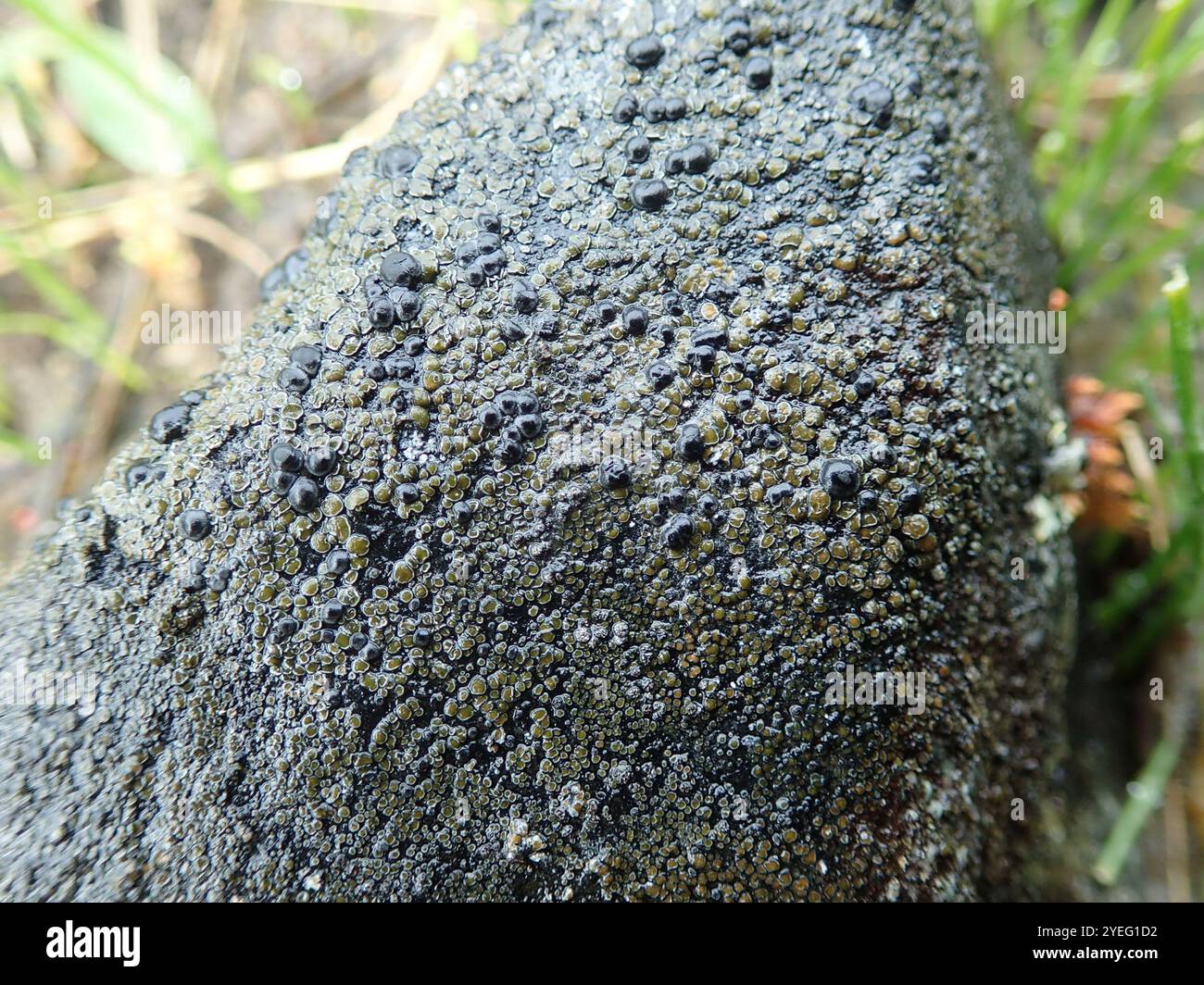 Fuscoatra hi-res stock photography and images - Alamy