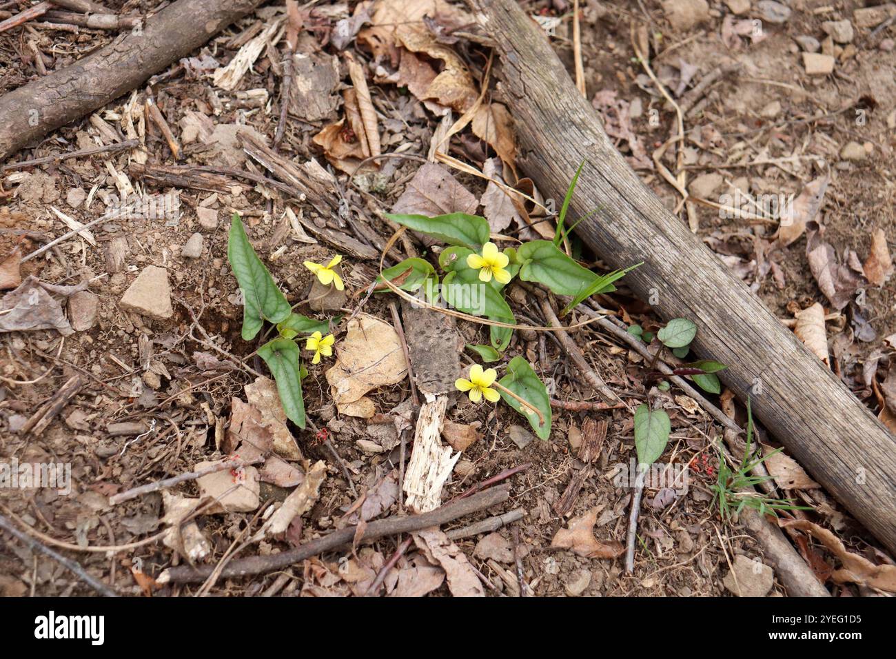 Halberd-leaved violet (Viola hastata Stock Photo - Alamy