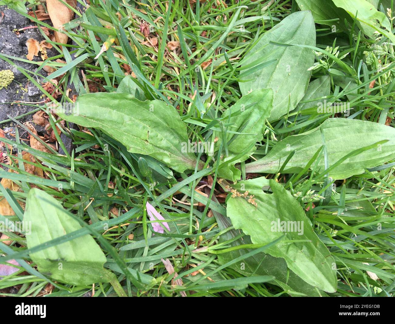 American plantain (Plantago rugelii Stock Photo - Alamy