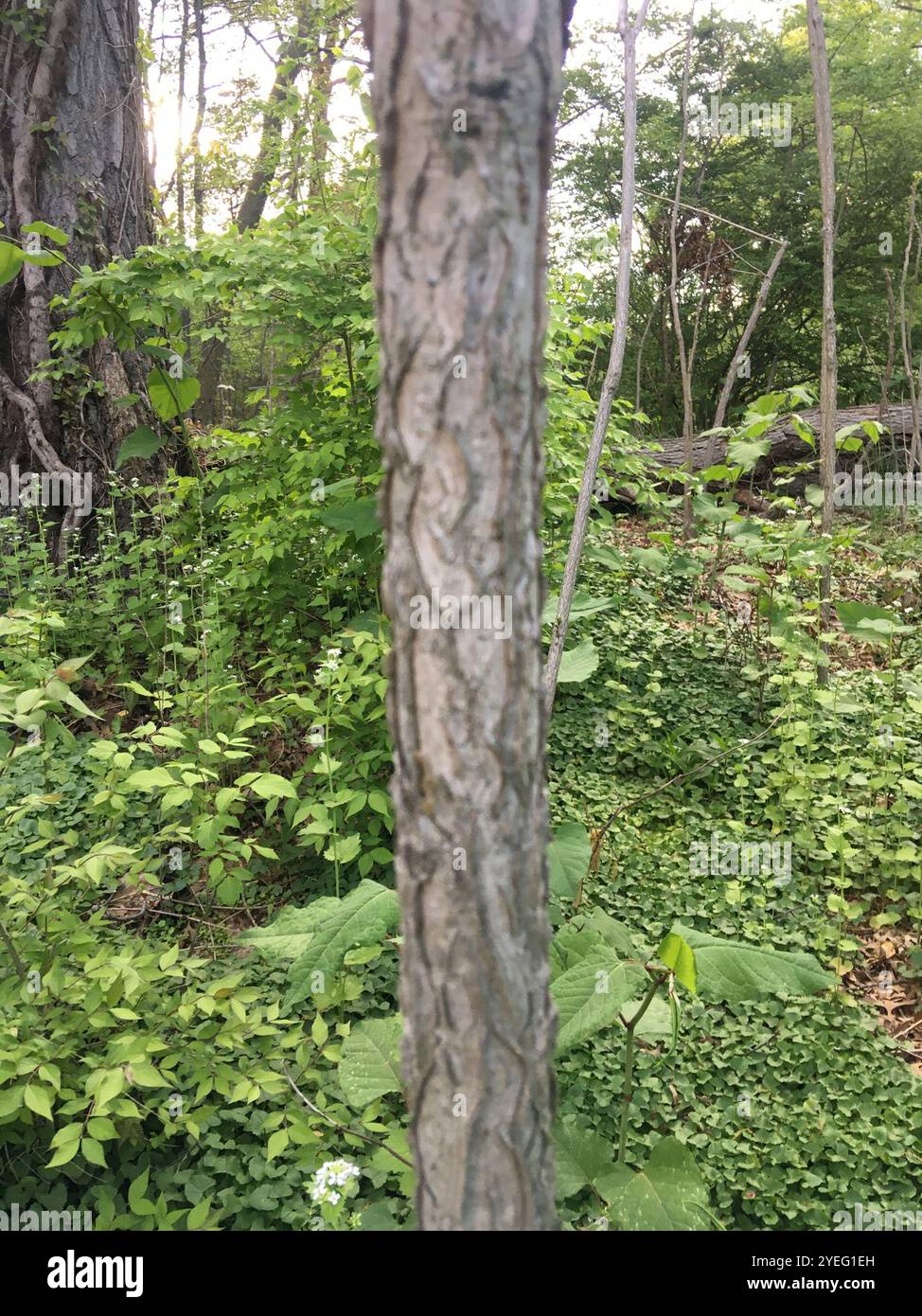 Kentucky coffeetree (Gymnocladus dioicus Stock Photo - Alamy