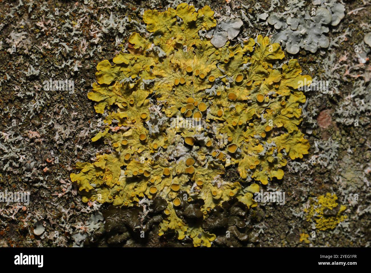 Common Sunburst Lichen (Xanthoria parietina Stock Photo - Alamy