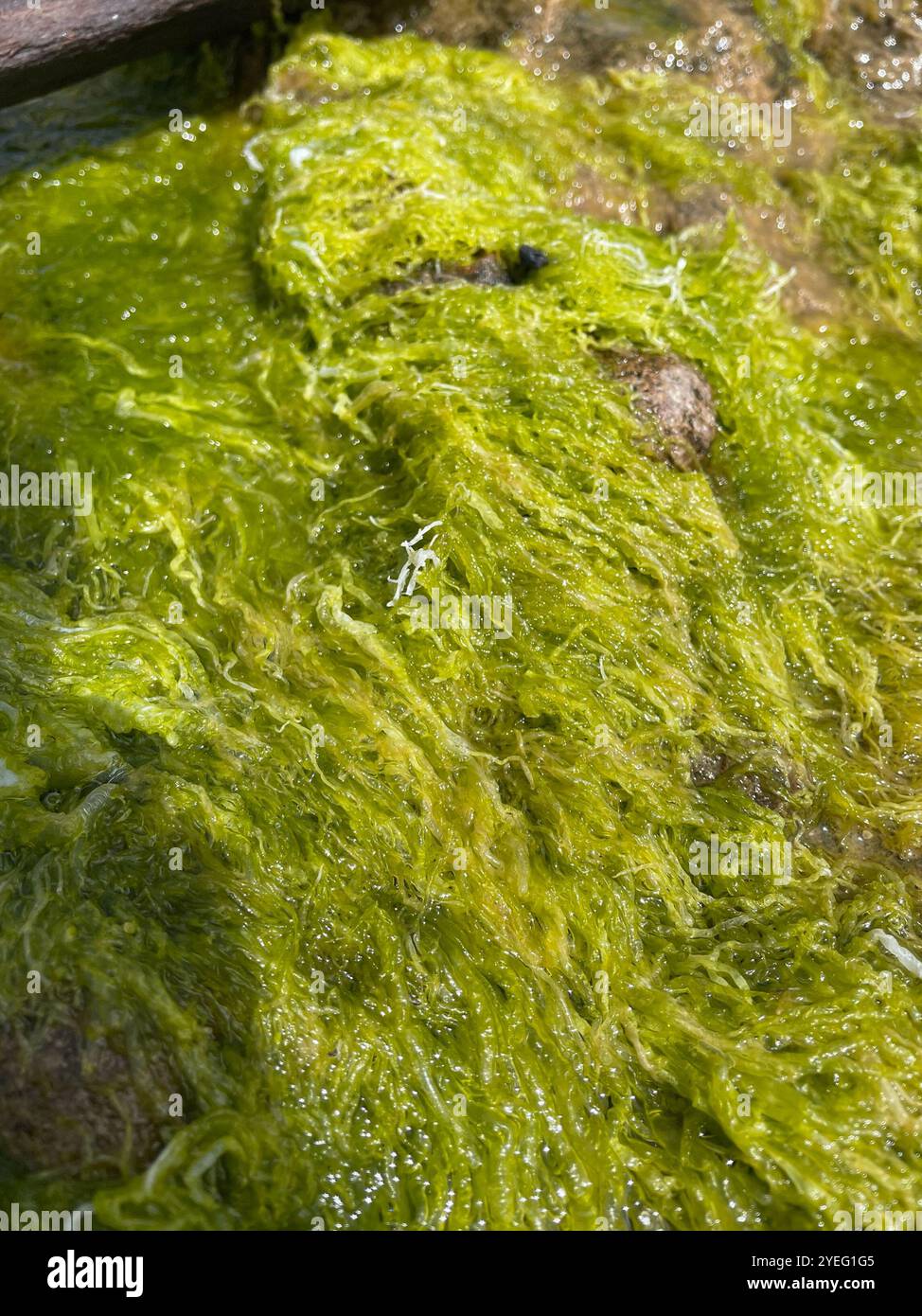 green algae (Chlorophyta Stock Photo - Alamy