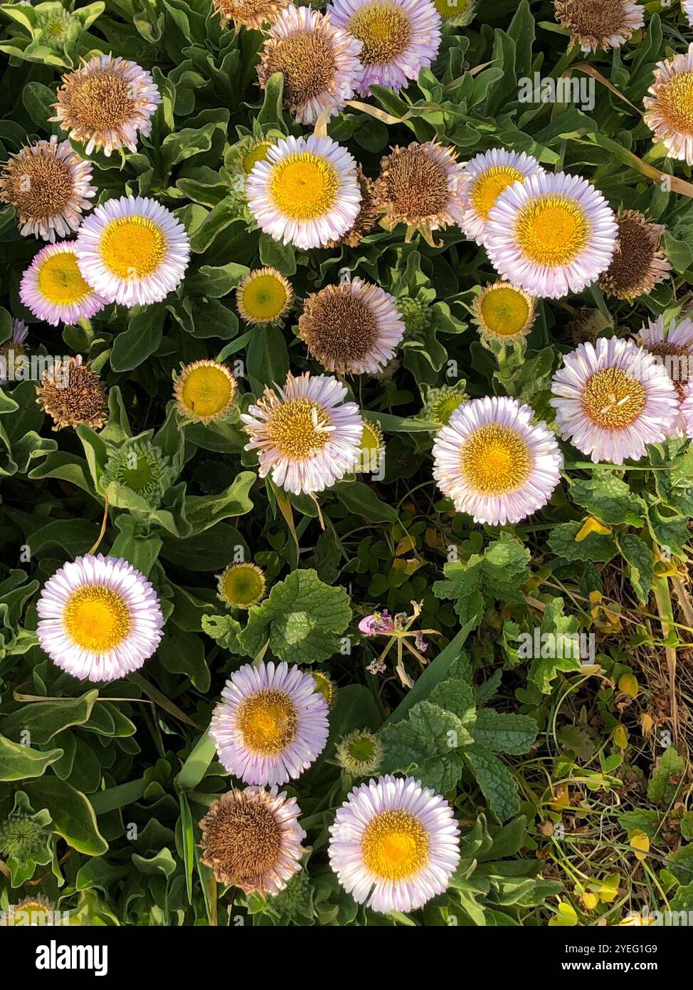 seaside daisy (Erigeron glaucus Stock Photo - Alamy