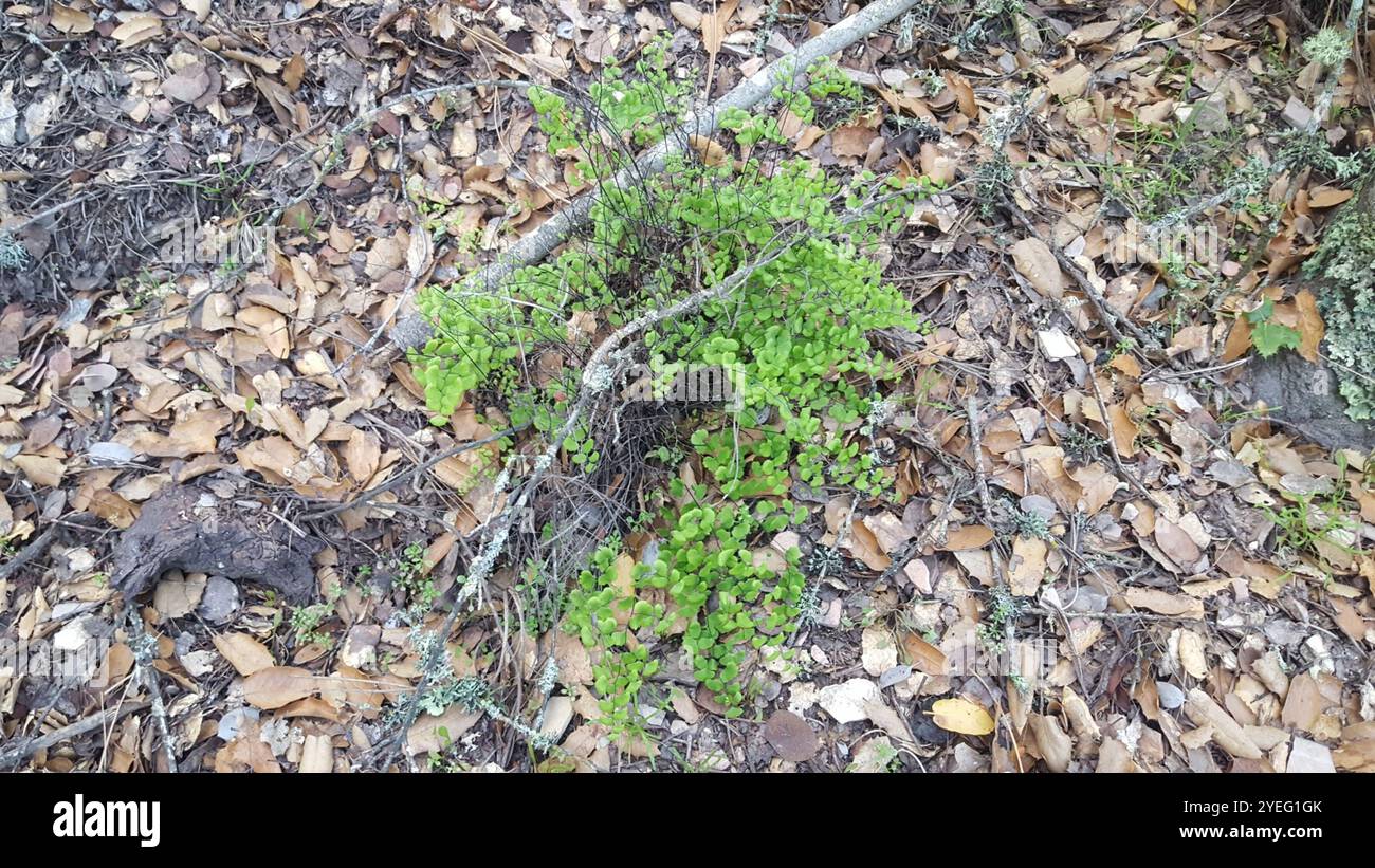 California Maidenhair Fern (Adiantum jordanii Stock Photo - Alamy