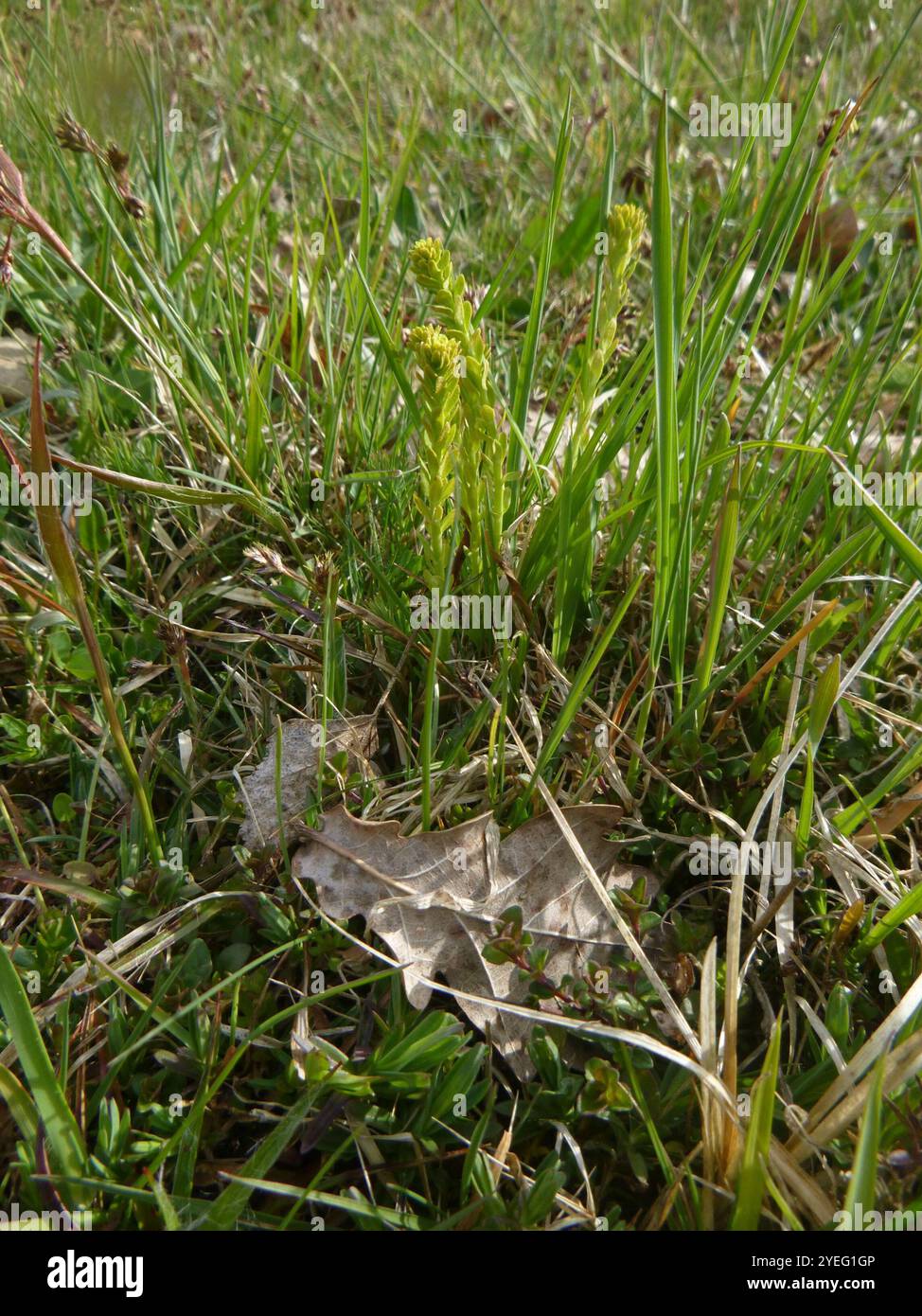 Uromyces hi-res stock photography and images - Alamy