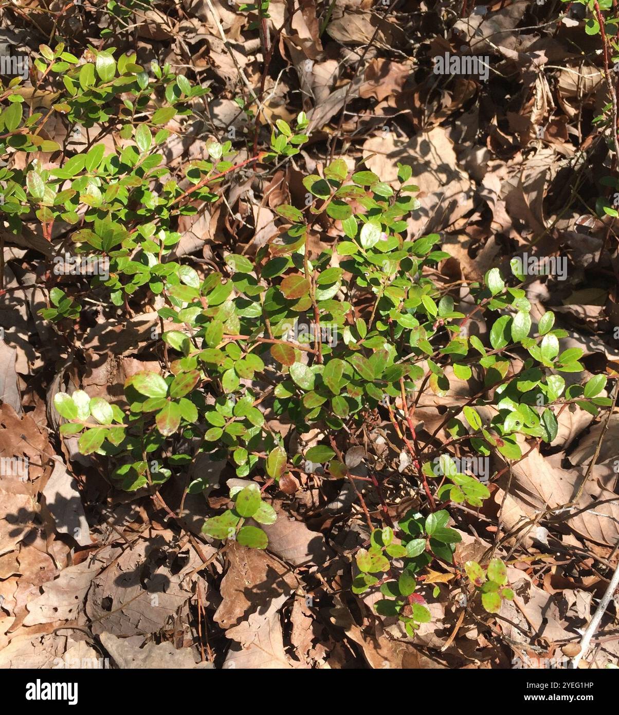 box huckleberry (Gaylussacia brachycera Stock Photo - Alamy