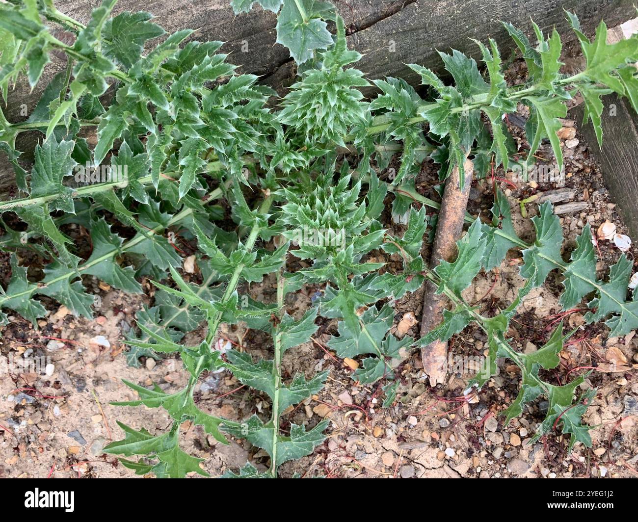 Broad winged thistle hi-res stock photography and images - Alamy