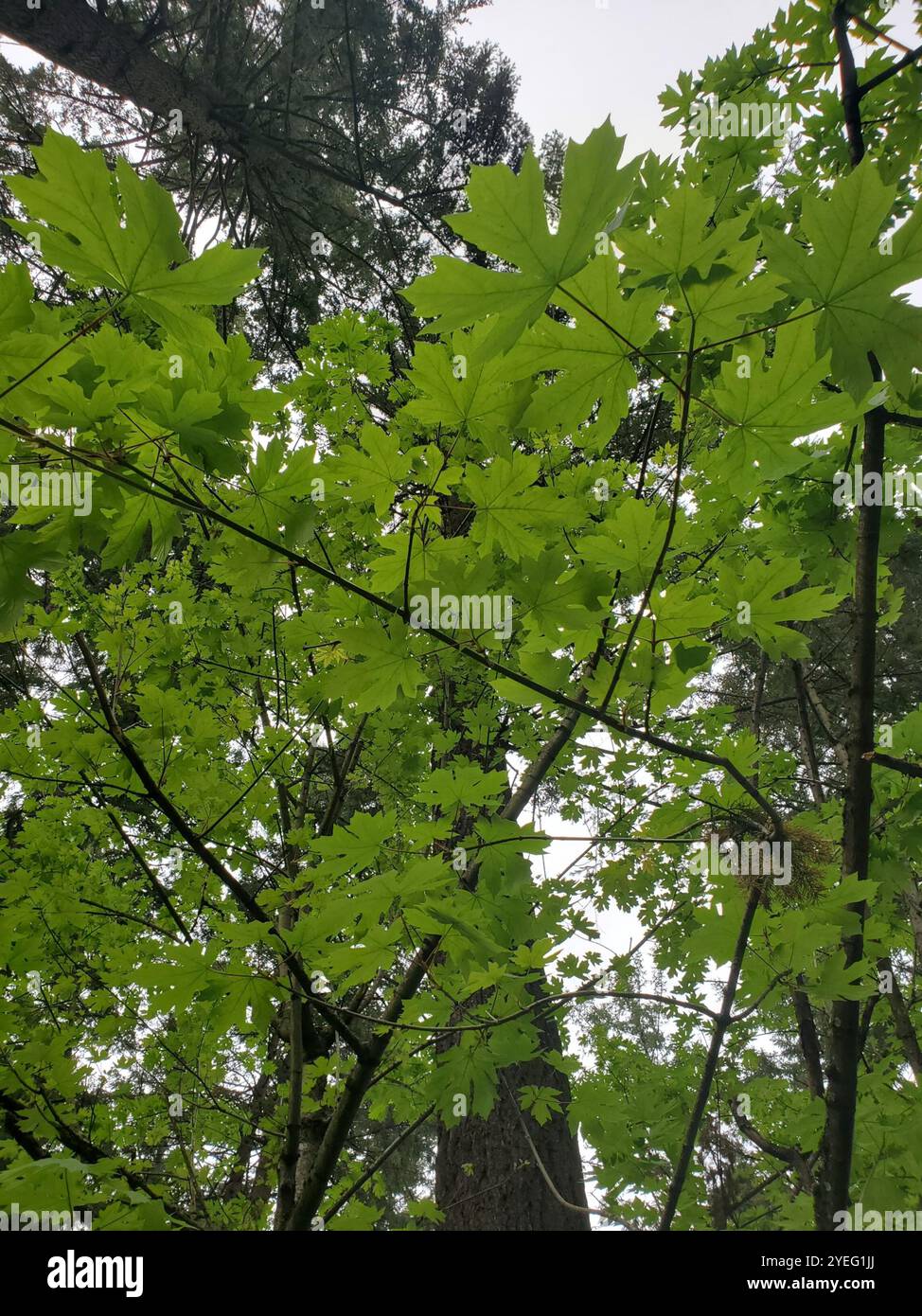bigleaf maple (Acer macrophyllum Stock Photo - Alamy