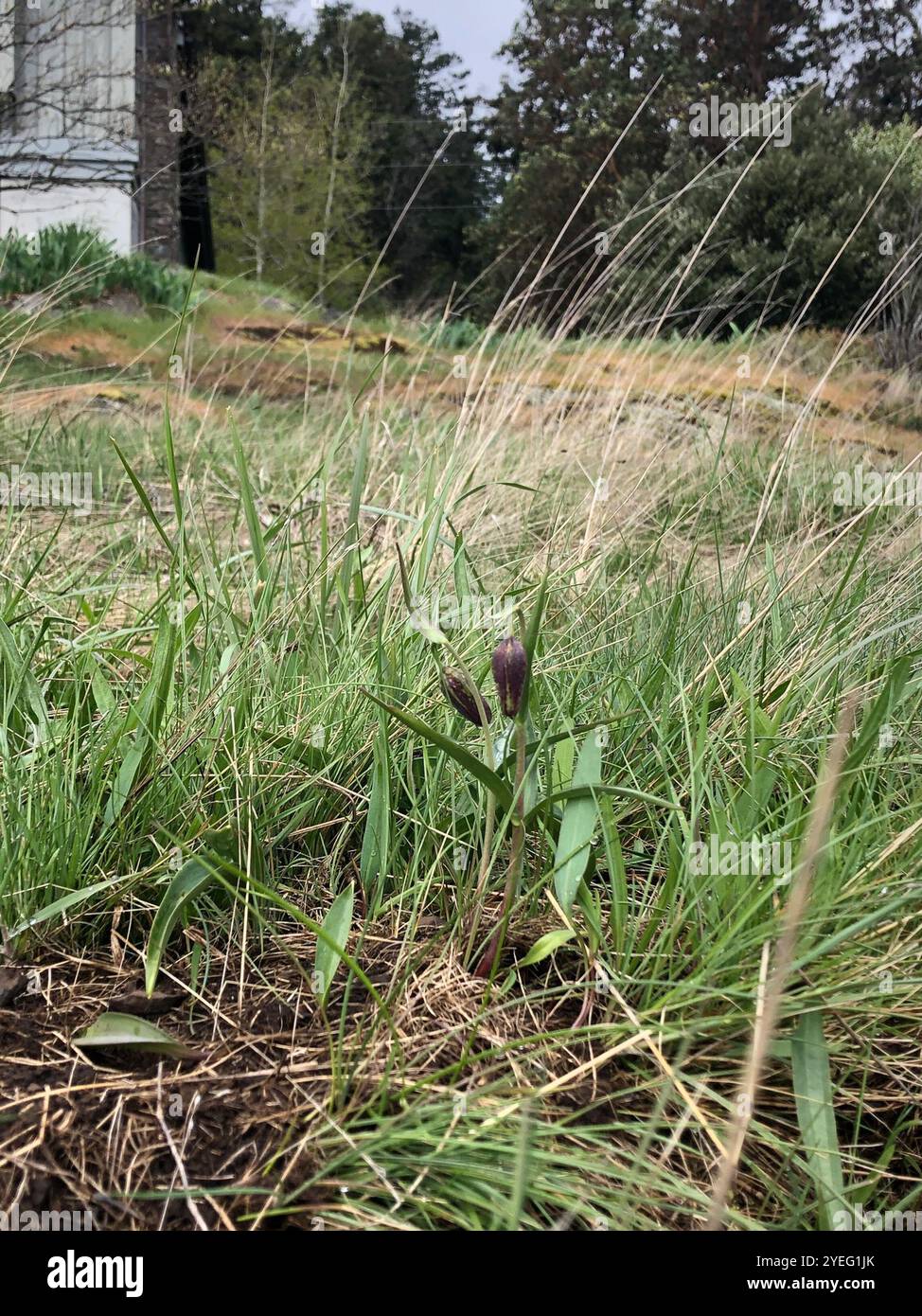 checker lily (Fritillaria affinis Stock Photo - Alamy