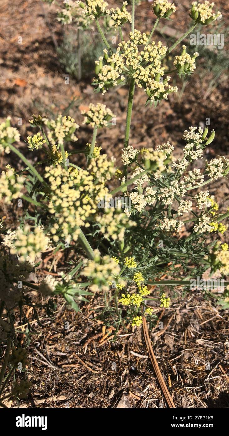 Lomatium dasycarpum hi-res stock photography and images - Alamy