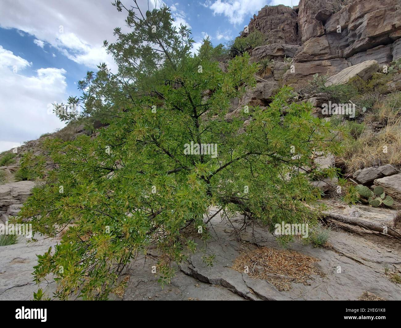 Velvet ash hi-res stock photography and images - Alamy