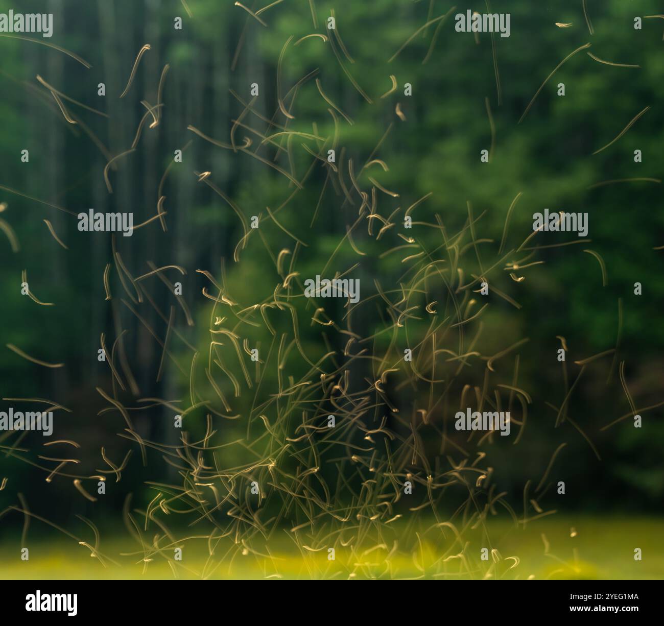 No see ums hi-res stock photography and images - Alamy