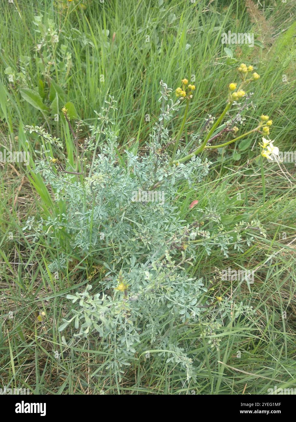 Narrowleaf rue (Ruta angustifolia Stock Photo - Alamy