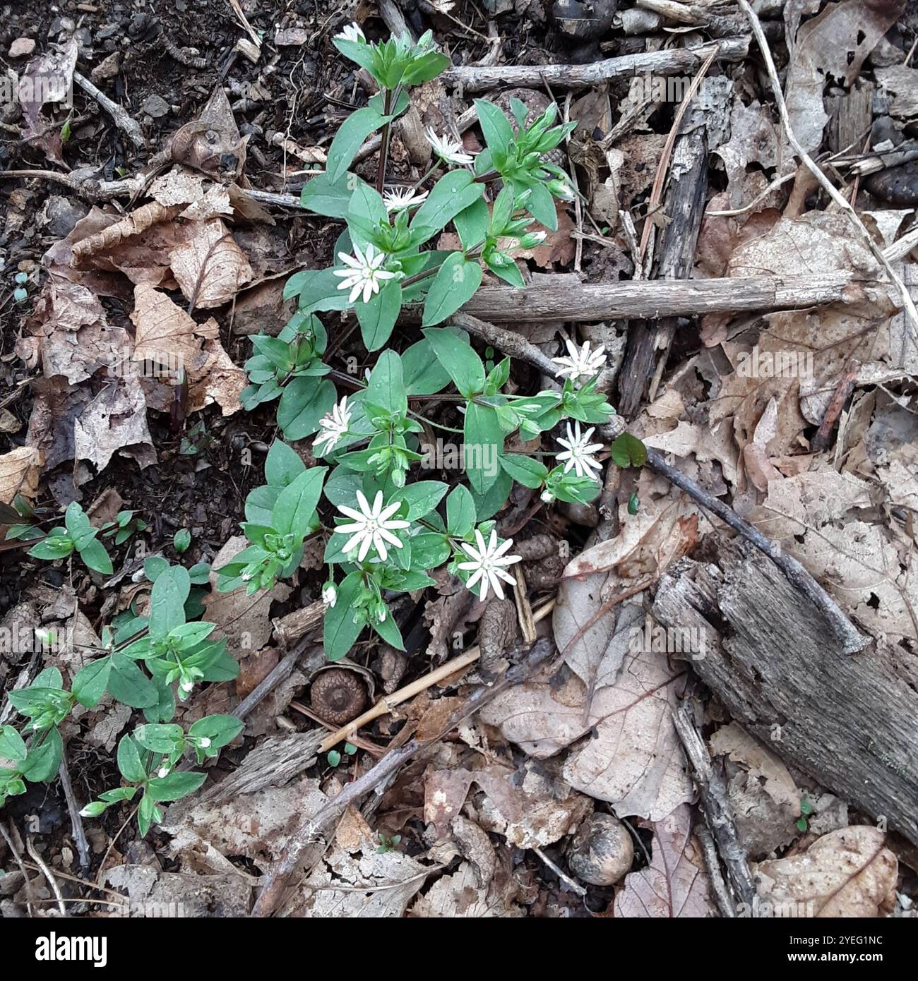 star chickweed (Stellaria pubera Stock Photo - Alamy