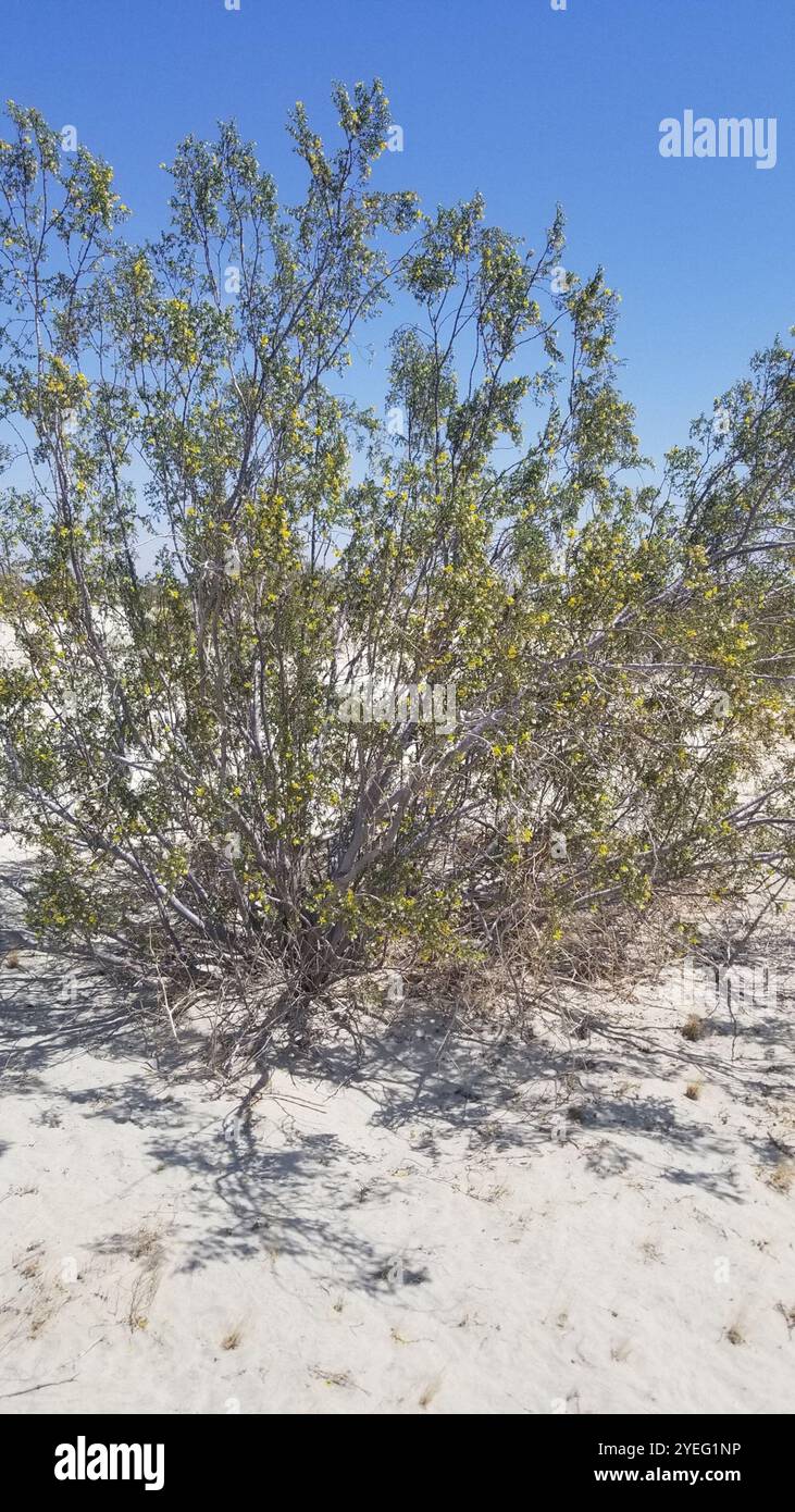 Creosote Bush (Larrea tridentata Stock Photo - Alamy