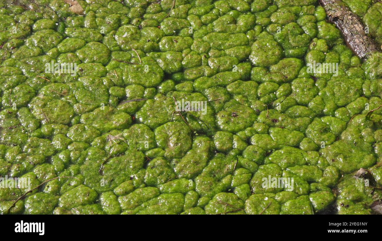 green algae (Chlorophyta Stock Photo - Alamy