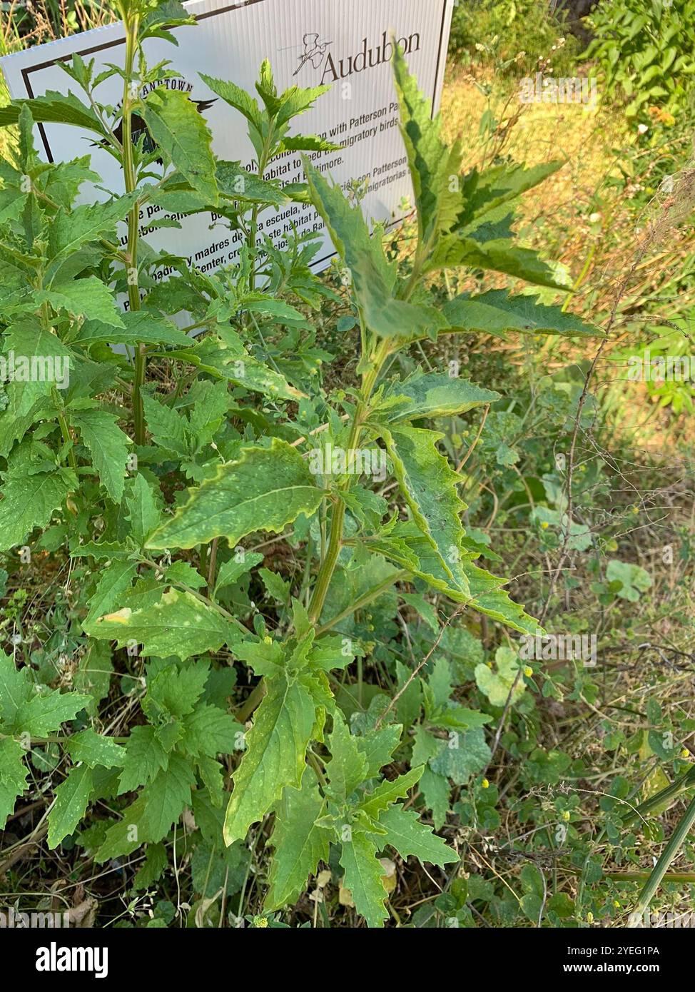 Mexican tea (Dysphania ambrosioides Stock Photo - Alamy
