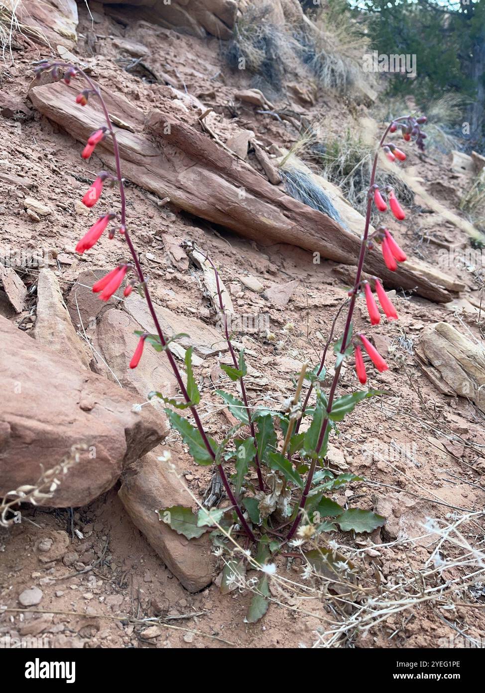 Penstemon eatonii hi-res stock photography and images - Alamy