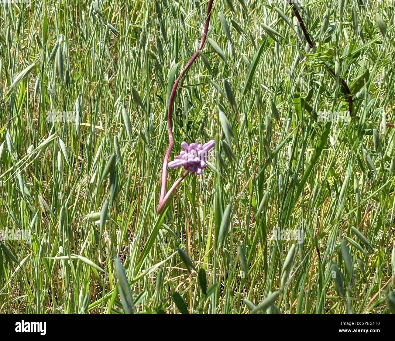 twining snakelily (Dichelostemma volubile Stock Photo - Alamy