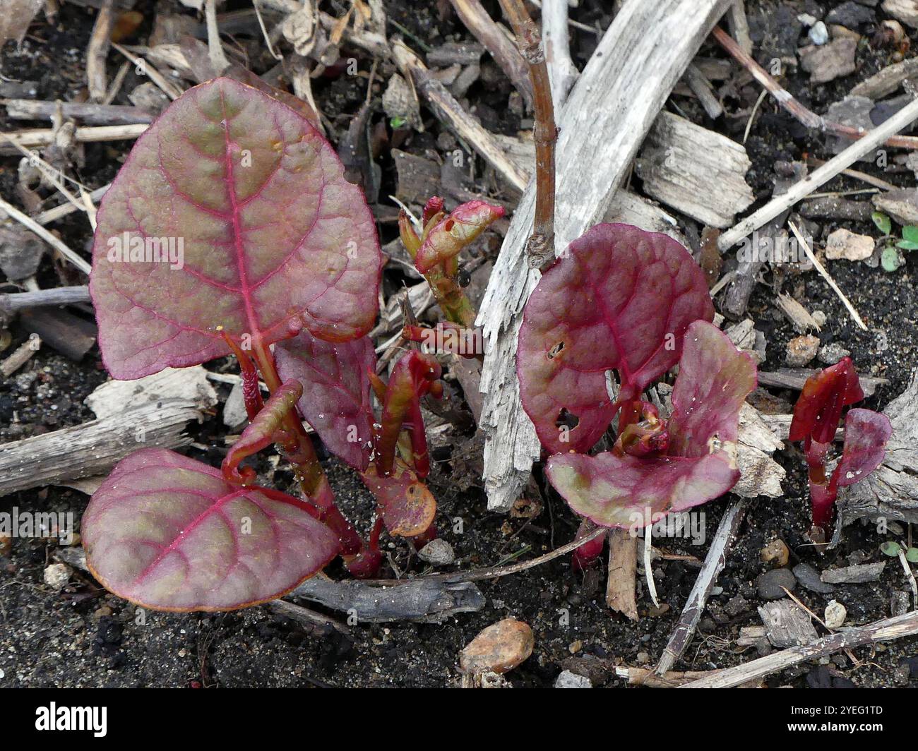 Japanese knotweed (Reynoutria japonica Stock Photo - Alamy