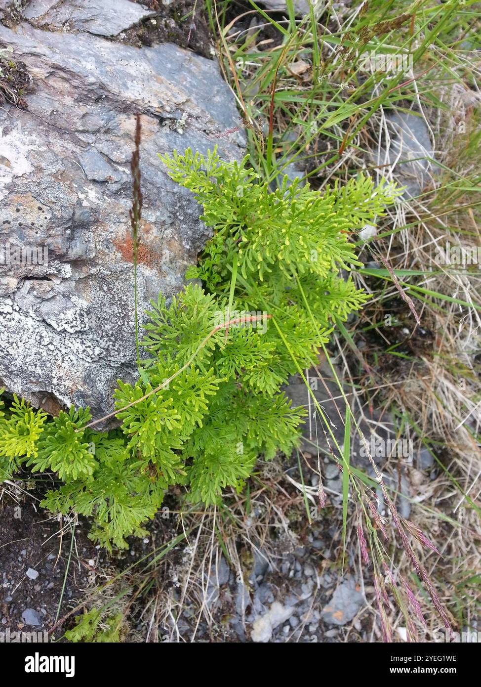 Parsley fern cryptogramma crispa hi-res stock photography and images ...