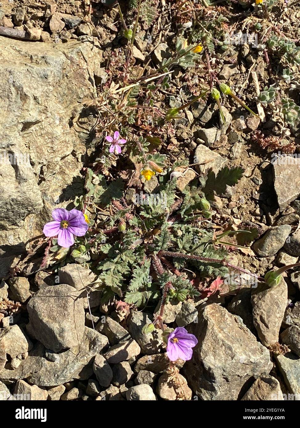 Mediterranean Stork's-bill (Erodium botrys Stock Photo - Alamy