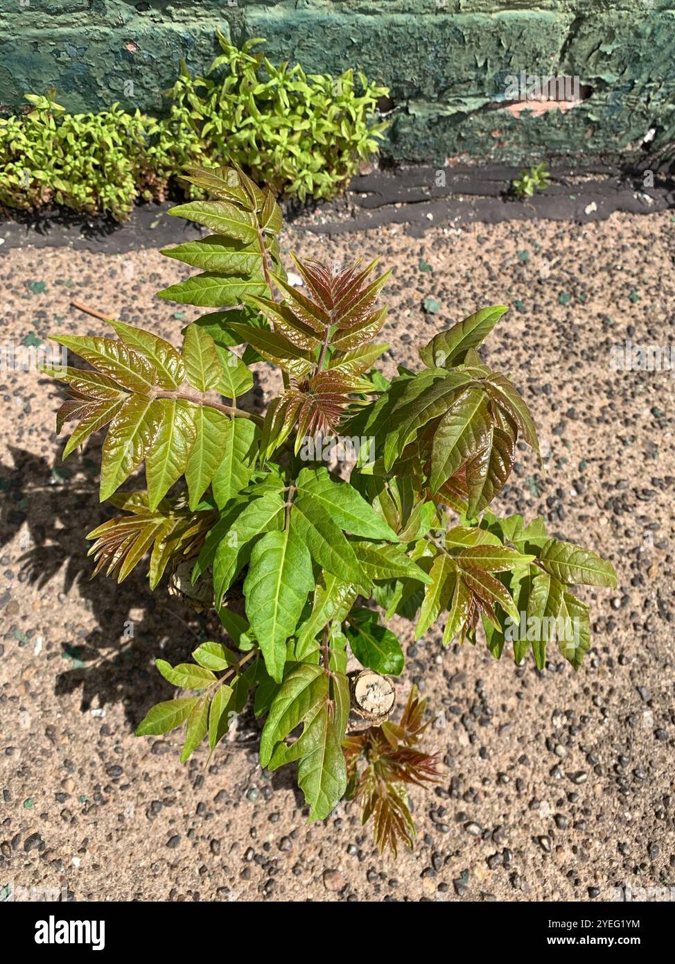 tree-of-heaven (Ailanthus altissima Stock Photo - Alamy