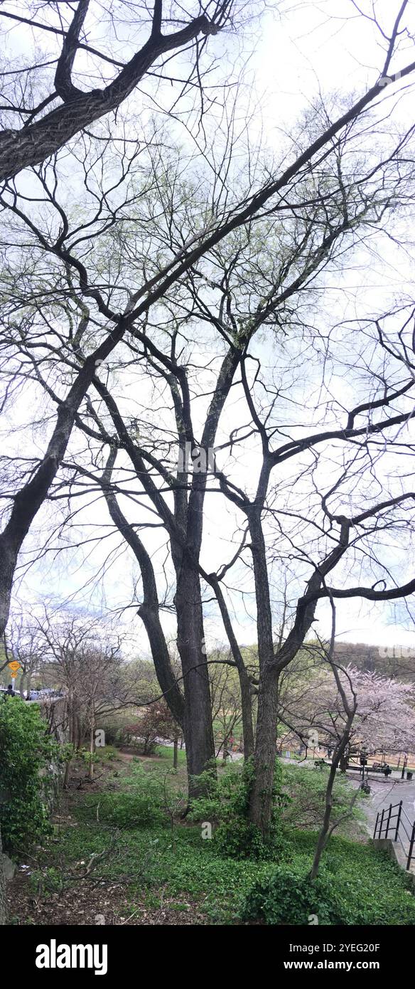 common hackberry (Celtis occidentalis Stock Photo - Alamy