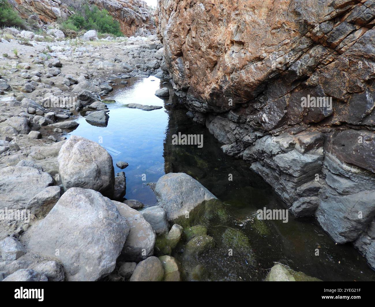 Marbled rubber frog (Phrynomantis annectens Stock Photo - Alamy