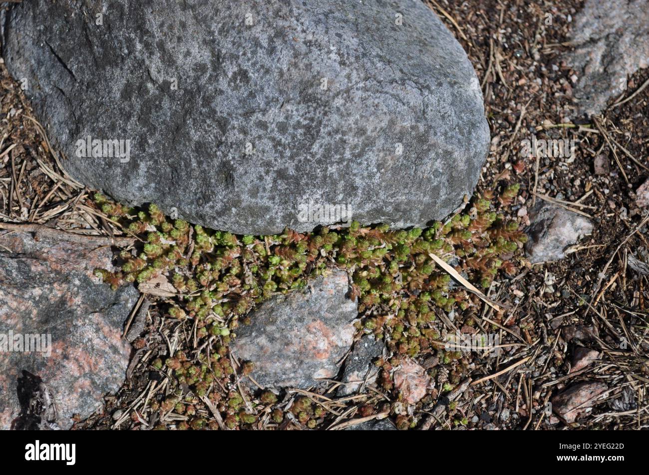 Biting Stonecrop (Sedum acre Stock Photo - Alamy
