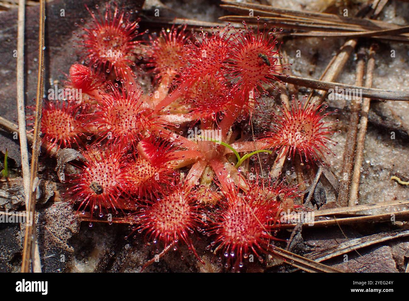 Pink Sundew (Drosera capillaris Stock Photo - Alamy
