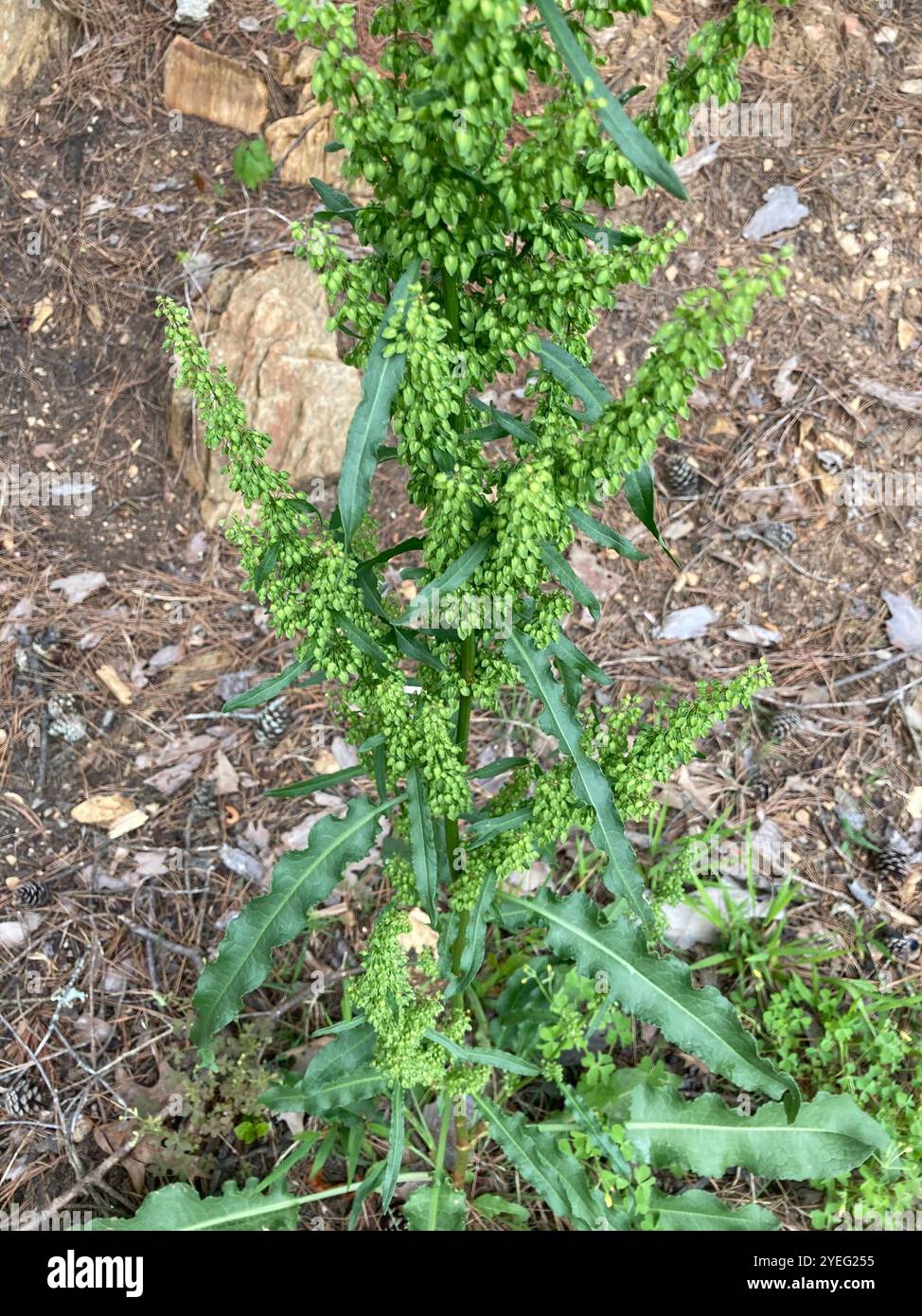 Clustered Dock (Rumex conglomeratus Stock Photo - Alamy