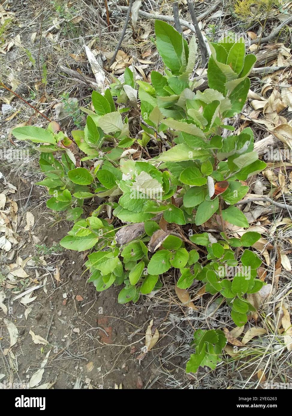 Mount Lofty daisy-bush (Olearia grandiflora Stock Photo - Alamy