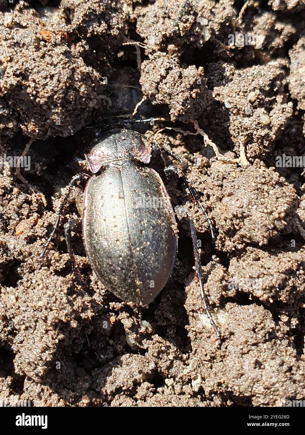 Bronze Ground Beetle (Carabus nemoralis Stock Photo - Alamy