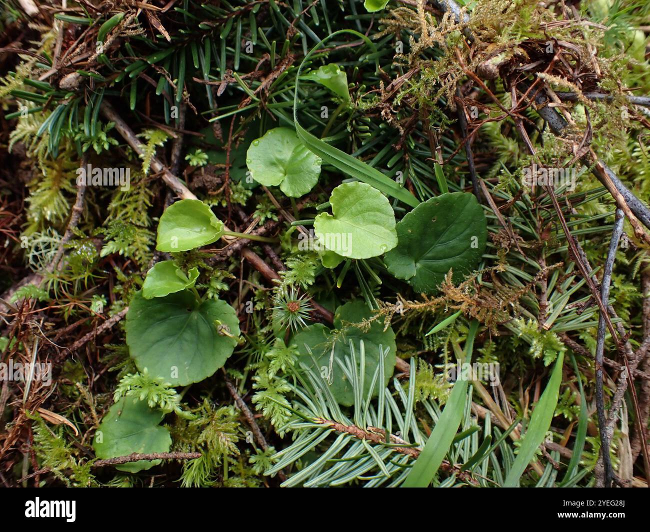 Redwood Violet (Viola sempervirens Stock Photo - Alamy