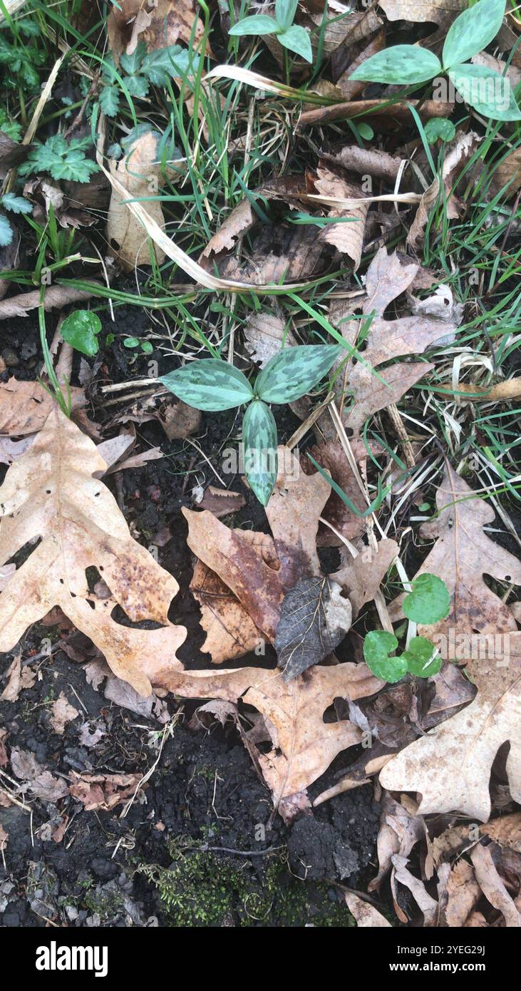 Trillium recurvatum recurvatum hi-res stock photography and images - Alamy