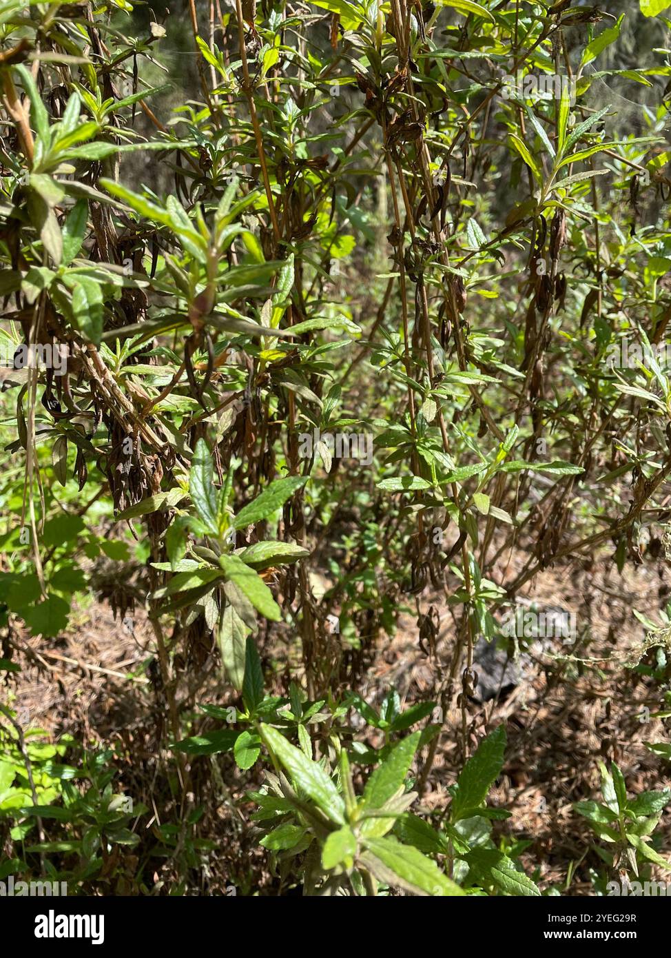 orange bush monkeyflower (Diplacus aurantiacus Stock Photo - Alamy