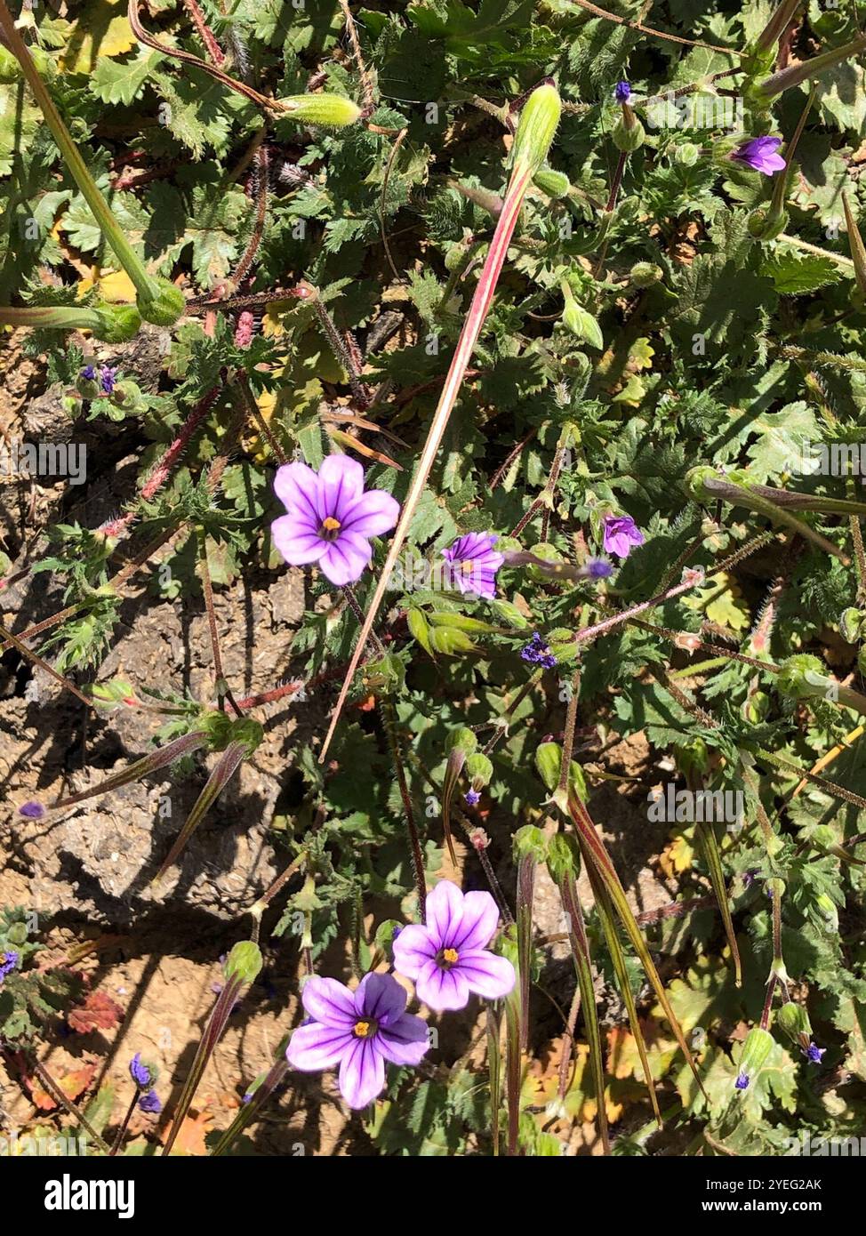 Mediterranean Stork's-bill (Erodium botrys Stock Photo - Alamy