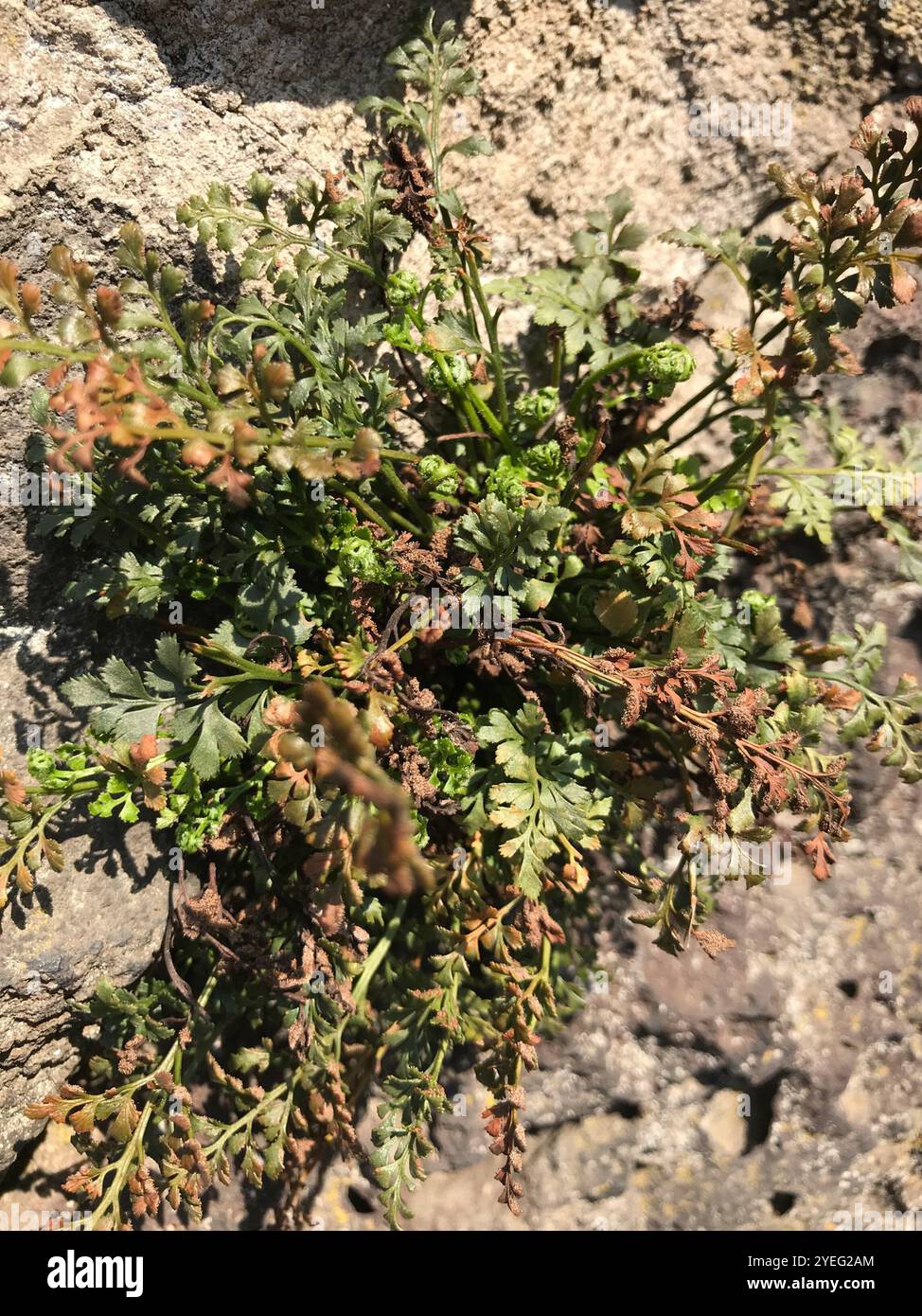 wall-rue (Asplenium ruta-muraria Stock Photo - Alamy