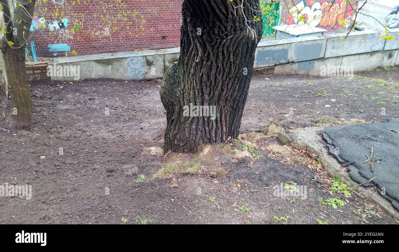English oak (Quercus robur Stock Photo - Alamy
